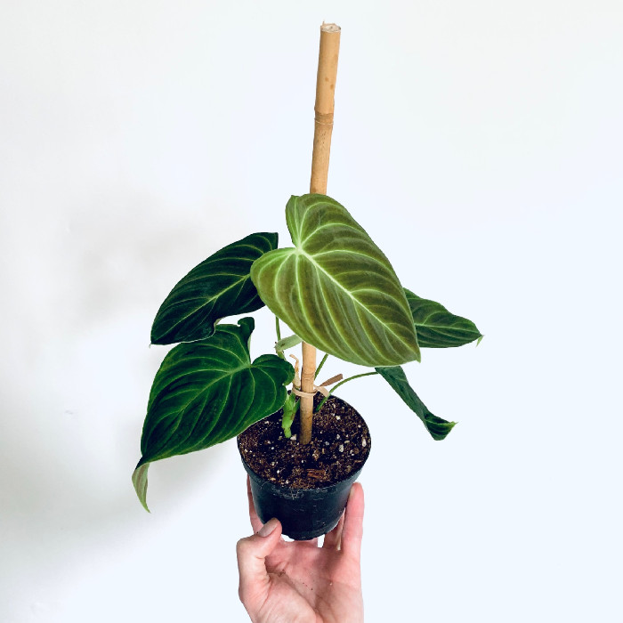 PHILODENDRON :: SYNGO - Monstera deliciosa albo variegata a ine rarity